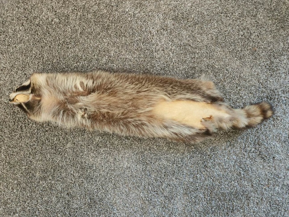 Racoon Pelt | eBay
