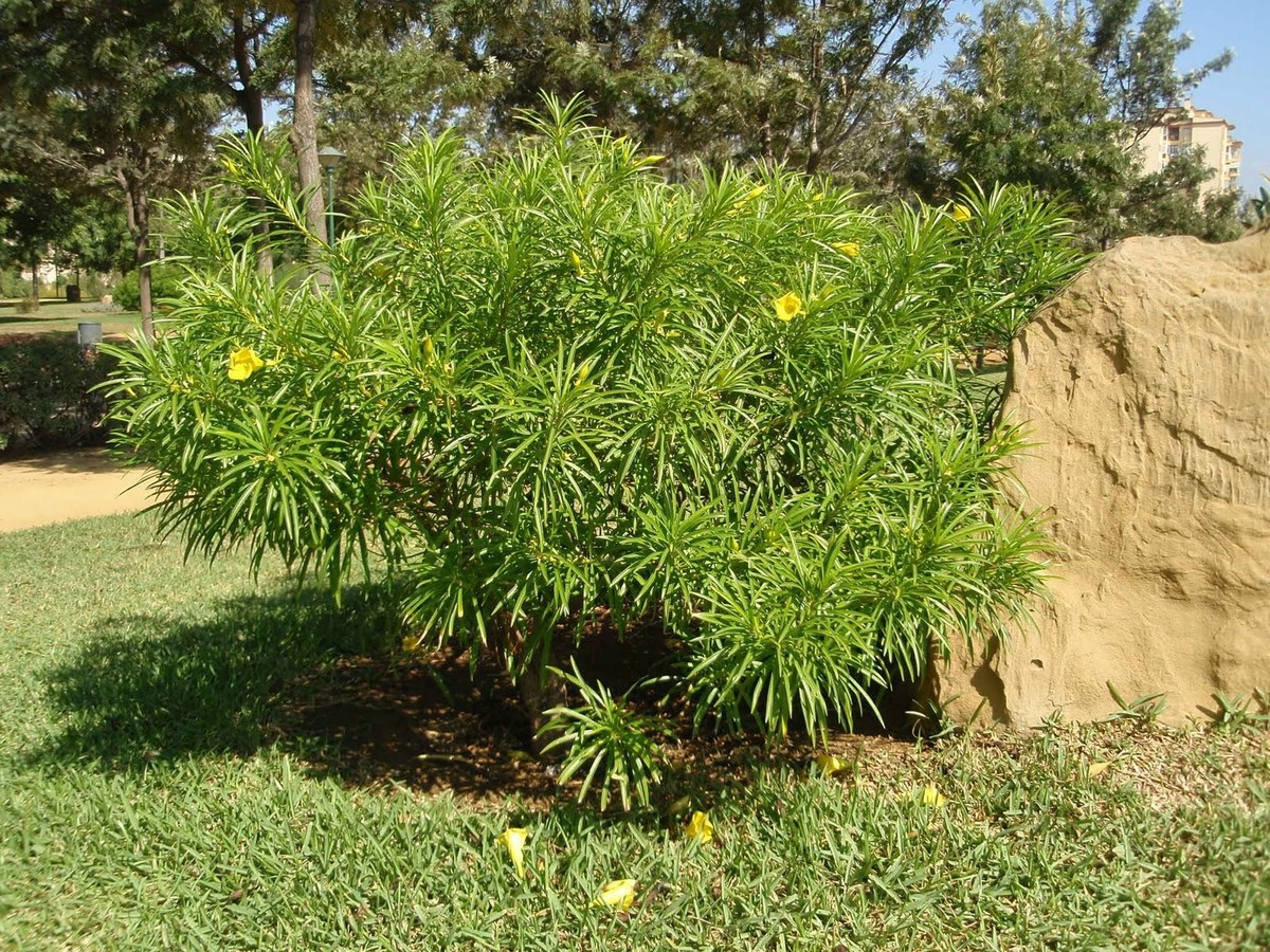 Sementes De Thevetia Peruviana