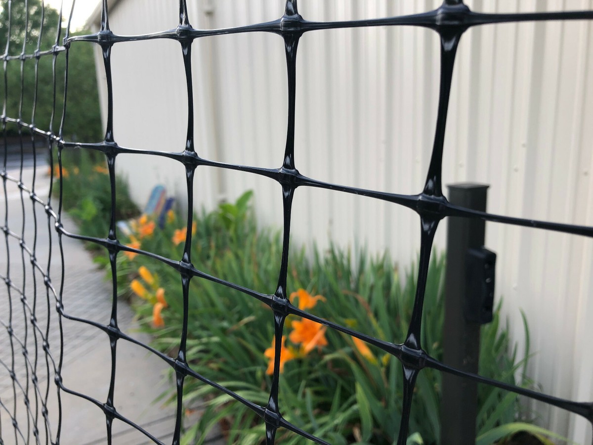 Raspberry Trellis On Chain Link Fence