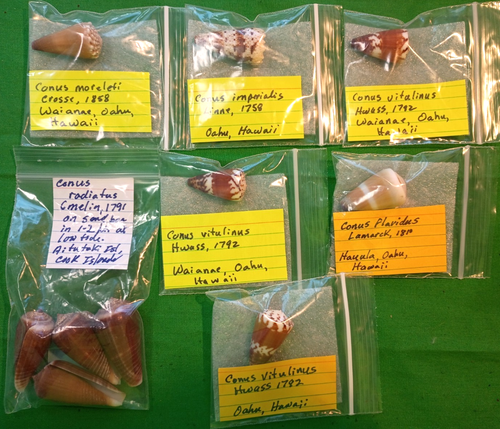 Small-medium Cones Collection [7 lots] #K1192 Hawaii & Cook Is. 33-47mm ...