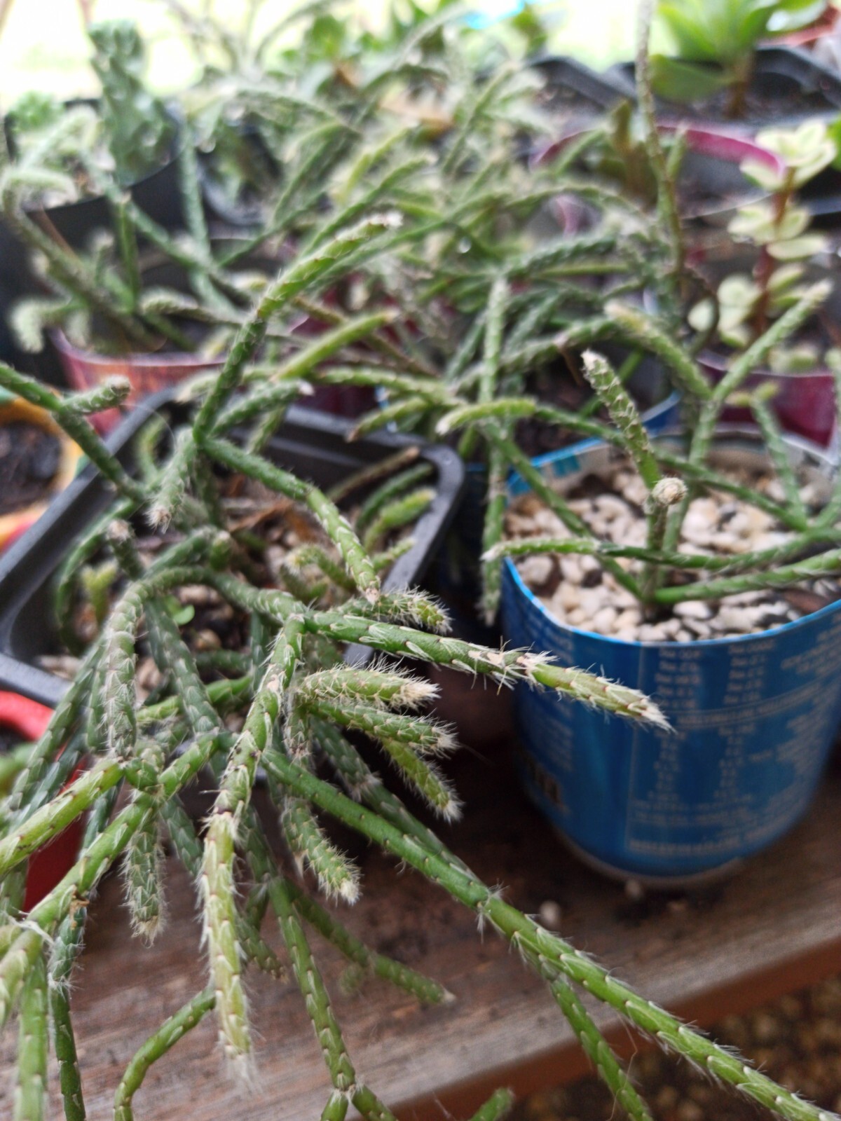 *SALE* Rhipsalis Pilocarpa jungle Cactus plant *rooted* ×1 'Hairy legs ...
