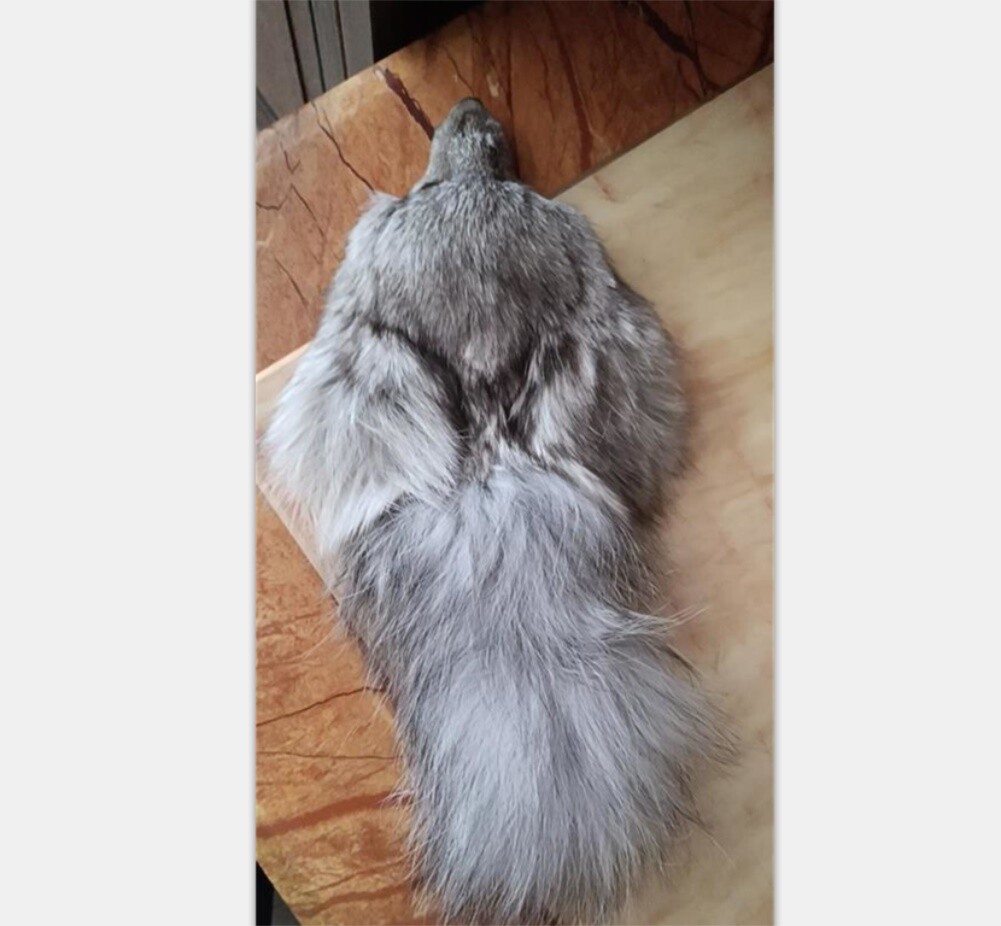 Real Fox Head Face Pelt Tanned Fox Skin Fox Tail Fur Hide（Bag with Head ...