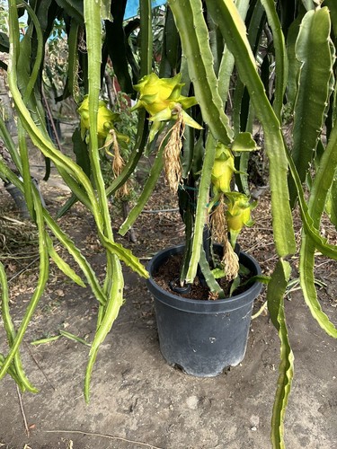 Dragon Fruit “Isis Gold “ Yellow Dragon Fruit 8-12Inches | eBay
