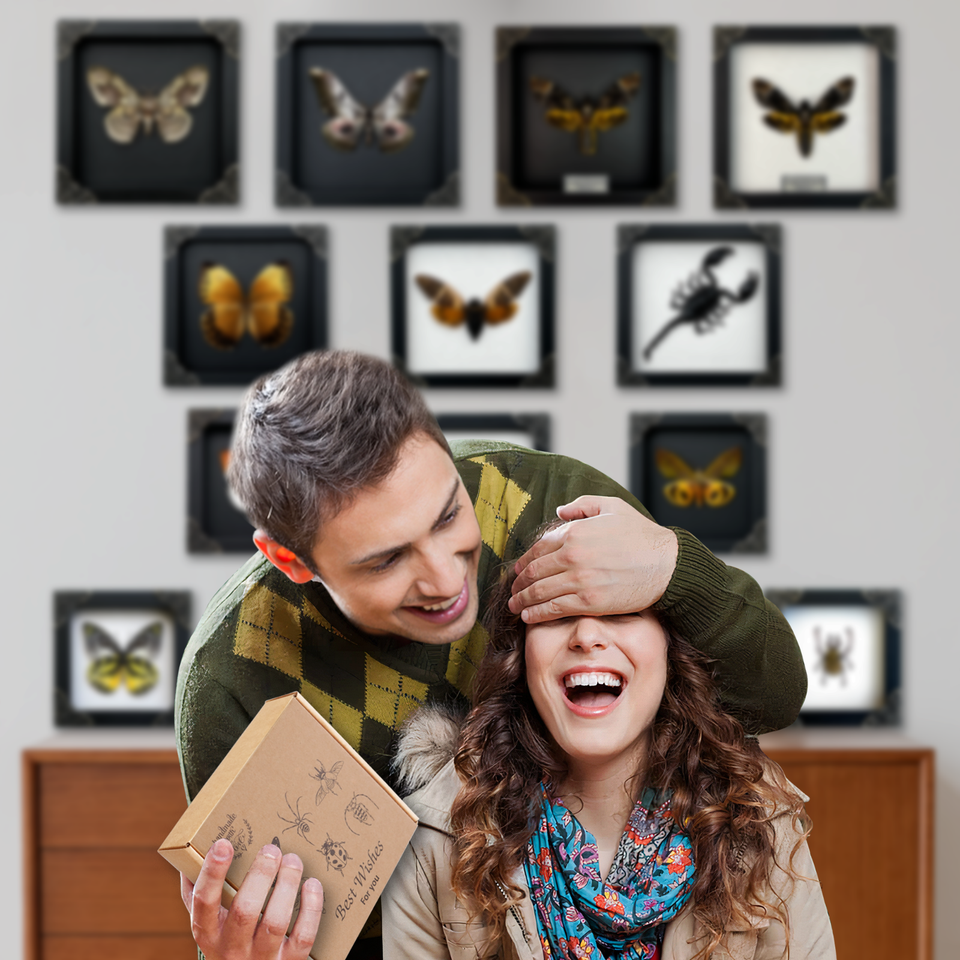 Framed Bee Mantis Beetle Real Pinned Insect Taxadermy Insect Gift For ...