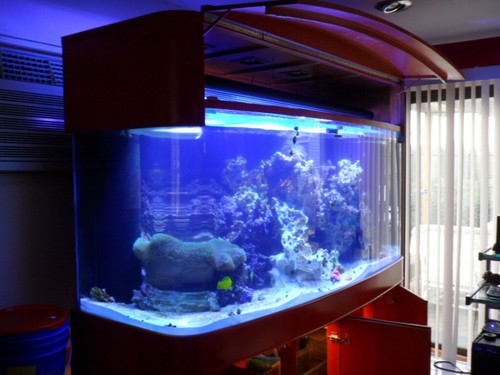 Rare 380 Gallon GLASS Reef Ready Bowfront Real Wood Aquarium Fish Tank ...