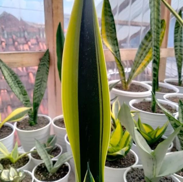Sansevieria Lillian True Uniqe Snake Plant | eBay