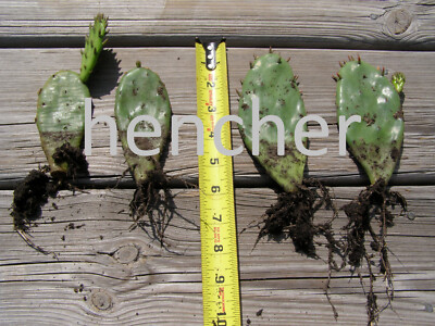 2 Eastern Prickly Pear Cactus with roots COLD HARDY Rooted Pad | eBay
