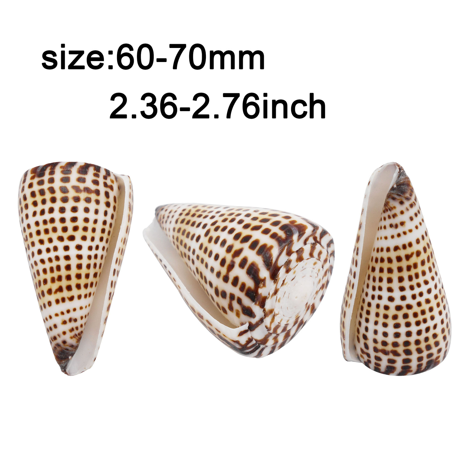 6 -7 cm Ivory Cone Shell Sea Conch For Crafts Aquarium Fish Tank ...