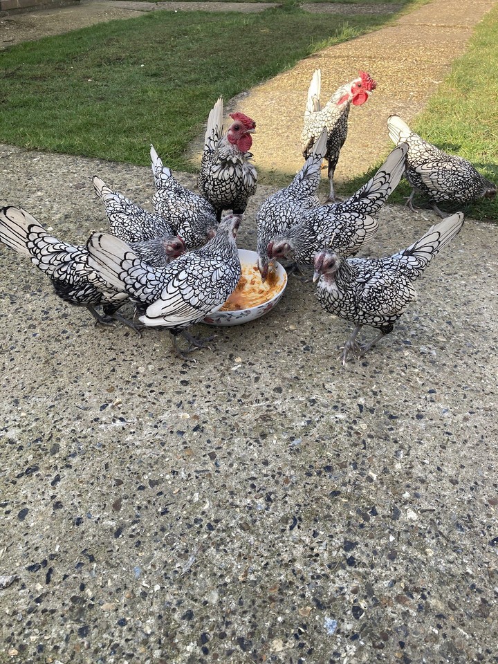 6 X Silver Sebright Bantam Egg Pure Breed Show Quality | eBay UK