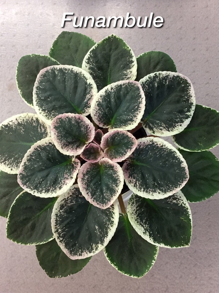 African Violet Leaves (2) Funambule (Standard) | eBay