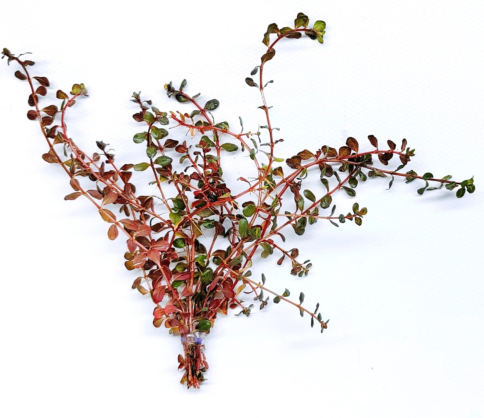 Floratica 12 x Rotala Indica Live Aquarium Plants Tropical Fish Tank ...