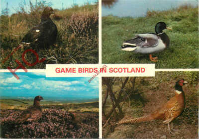 Picture Postcard, Game Birds, of Scotland (Multiview) | eBay UK