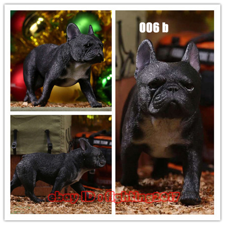 Bouledogue Tgif