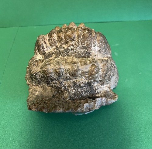 Mammoth Molar Fossil | eBay