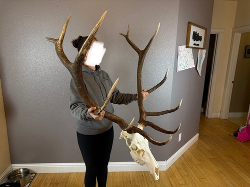 BIG European Elk Skull Mount 6x6 Wild Idaho Euro Rustic Western Decor ...