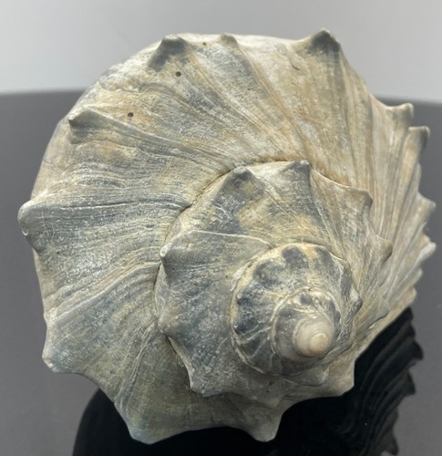 Large Spiny Sea Snail Shell Murex/ Rock Shell | eBay