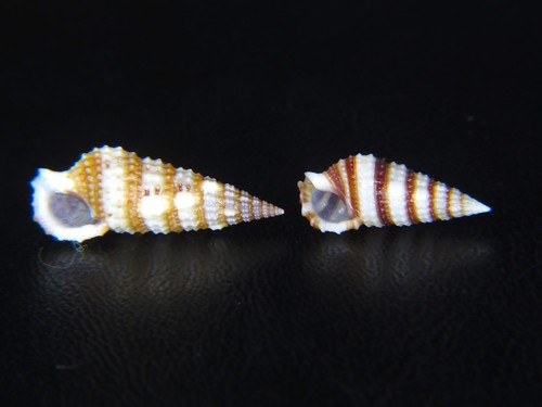 CERITHIUM SUBSCALATUM: LEFT IS 20.28MM & THE ONE ON THE RIGHT IS FREE! | eBay