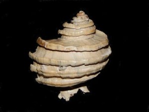 Florida Seashells and Fossils LLC | eBay Stores