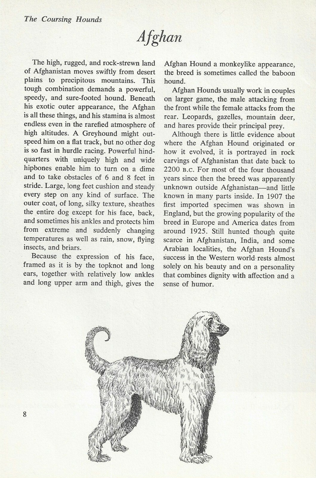 The Afghan Hound - CUSTOM MATTED - Vintage Dog Art Print - "G" | eBay