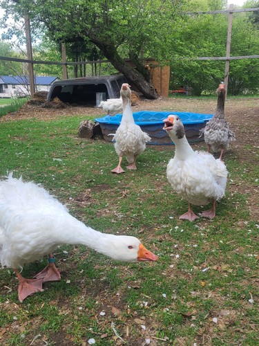4 Sebastopol goose hatching eggs- Colored Flock! | eBay