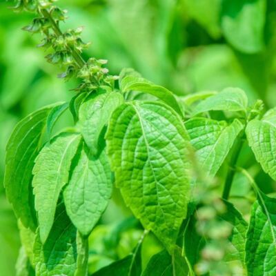 Basil Clove 100 seeds HERBAL REMEDY herb garden CULINARY AROMATIC ...