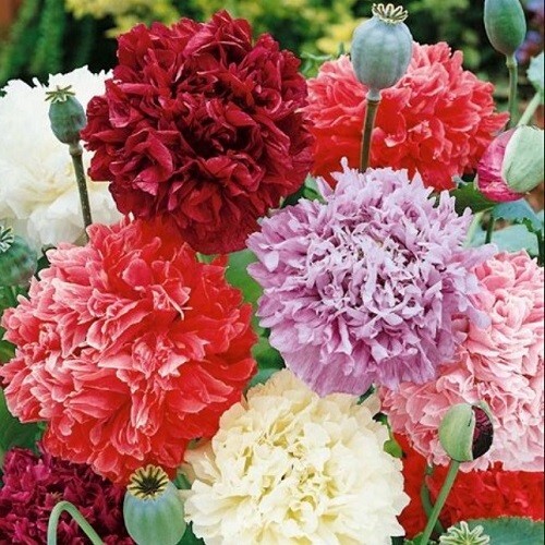 1,500+ Seeds Mixed Colors Double Peony Poppy Seeds - Gorgeous Ruffled ...
