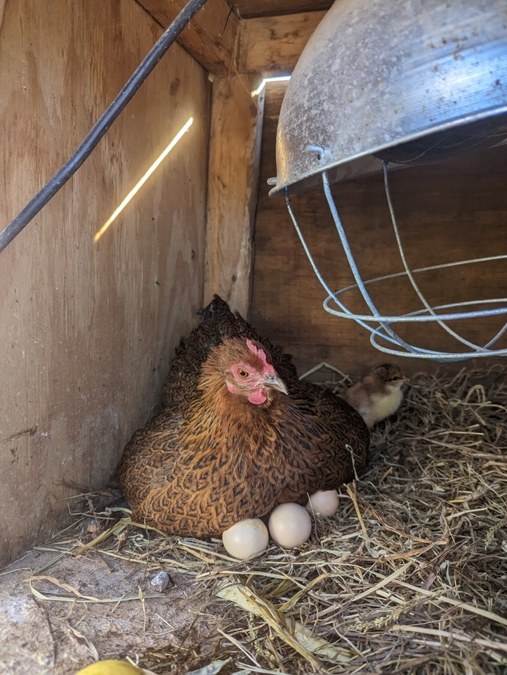 12+++ Bantam Cochin Hatching Eggs | eBay