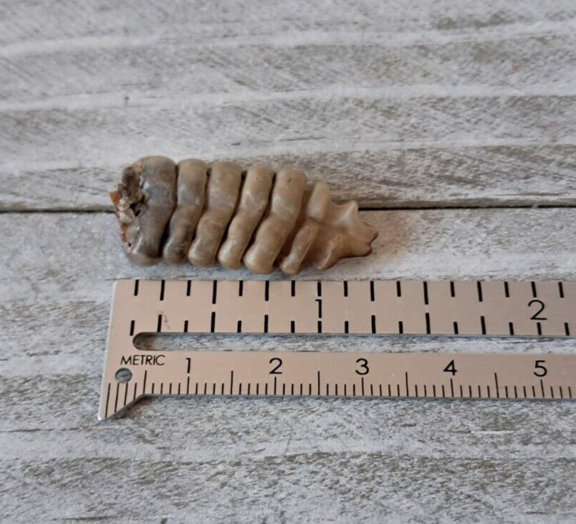 Rattlesnake Rattle Snake Pit Viper Tail Rattler One Taxidermy Good Luck ...