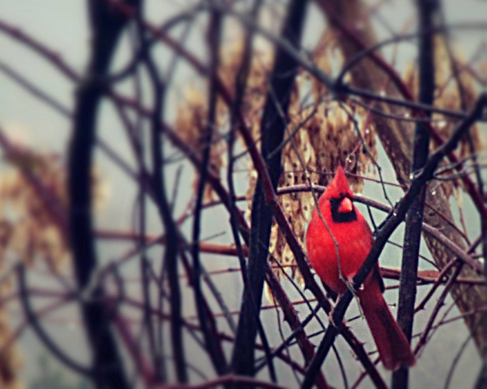 Red Cardinal in winter wildlife Country Anti slip COMPUTER MOUSE PAD 9 ...