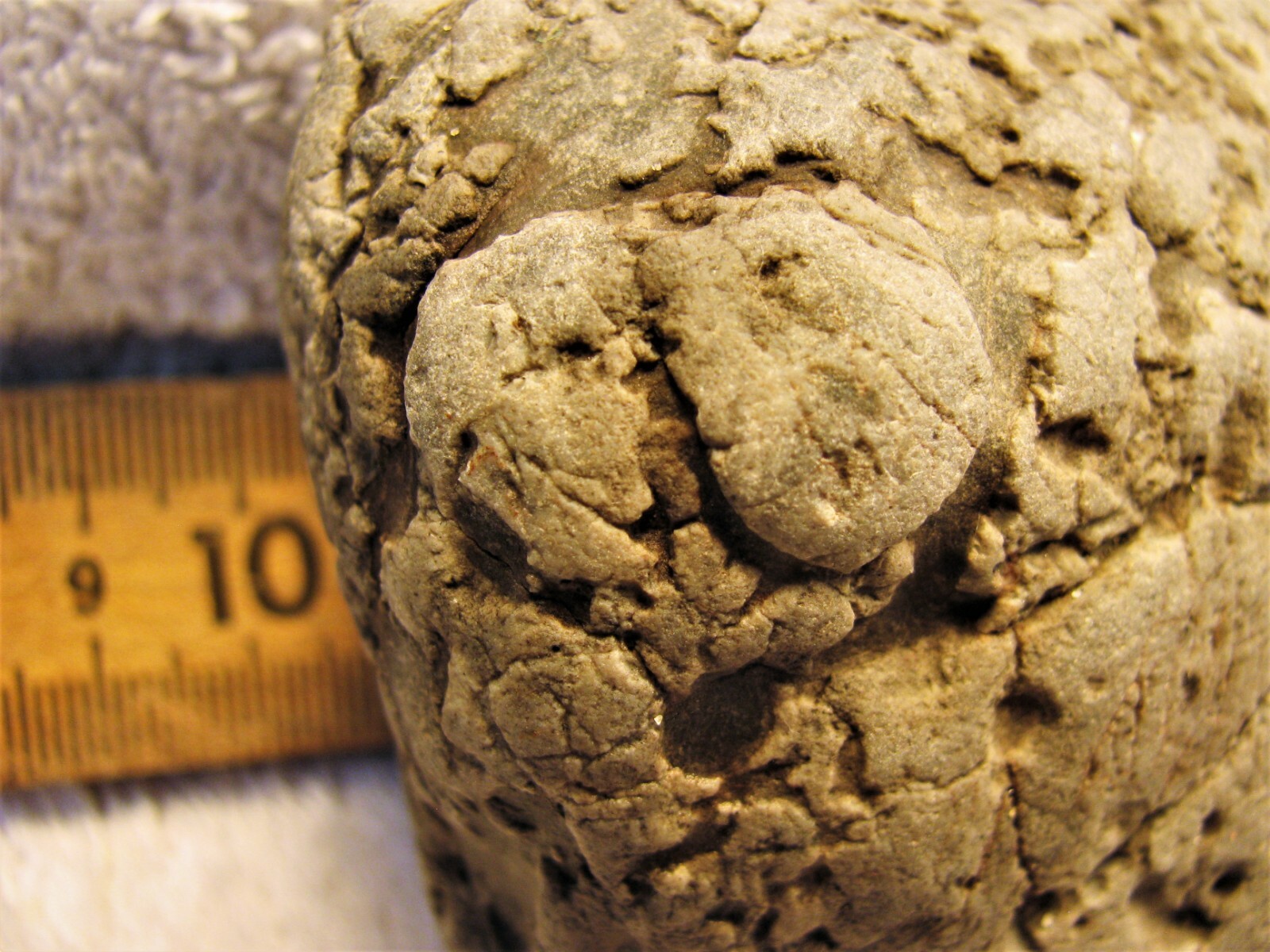 Sponge Fossil Solid Chert Flint Onondaga Limestone Fossil Sponge ...