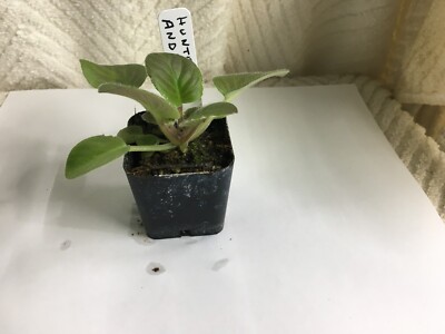 Hunter's Andromeda African Violet Starter Plant | eBay