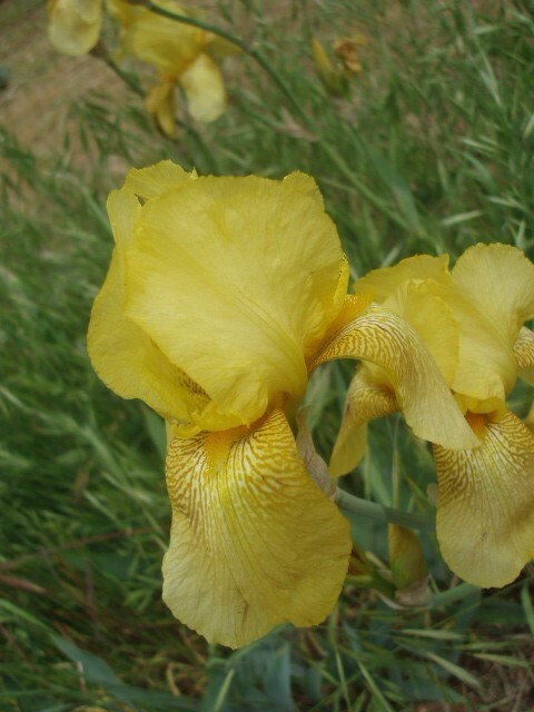 Yellow Bearded Iris Flowers (TB), Iris Bulb, Orange/Deep Yellow beard ...