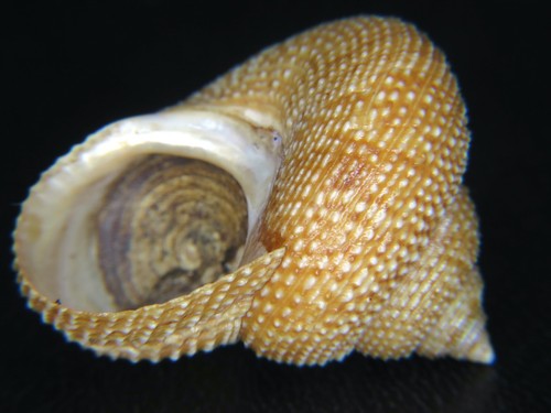 MAUREA PUNCTICULATA: THE ONLY ONE ON EBAY @ 27.73MM X 27.3MM W/OPERC ...