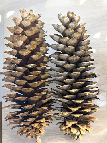 2 Extra Large Sugar Pine Cones for Crafts Decor 14-18 in Rustic Holiday ...