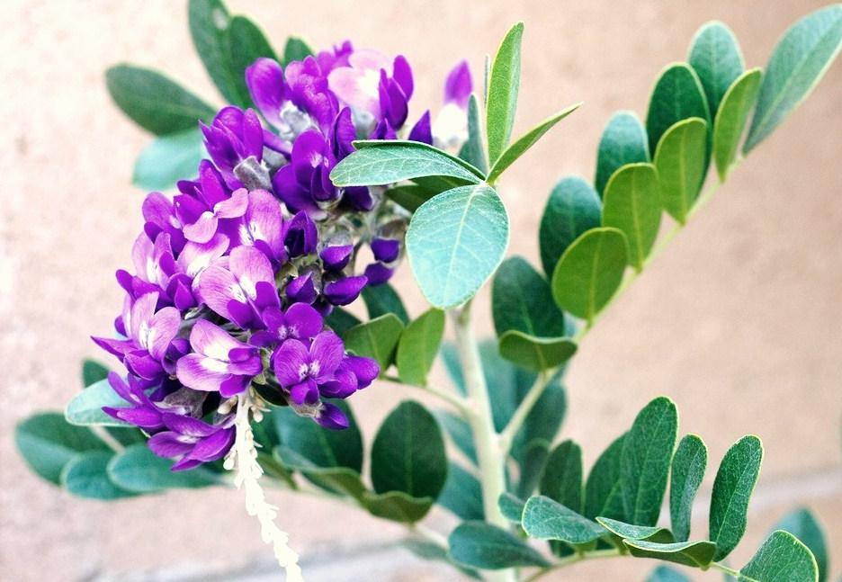 Sophora secundiflora- exoticTexas-Mountain-Laurel rare Mescal bean seed ...