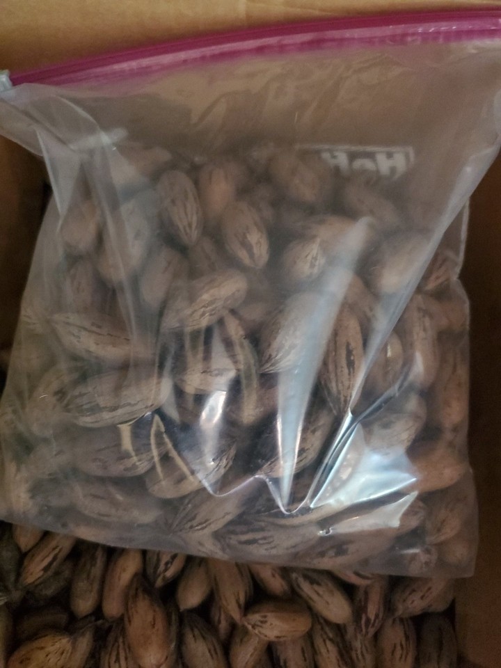 Pecans In Shell !! Organic 2025 South Carolina 3 Pounds Snack Or Bake ...