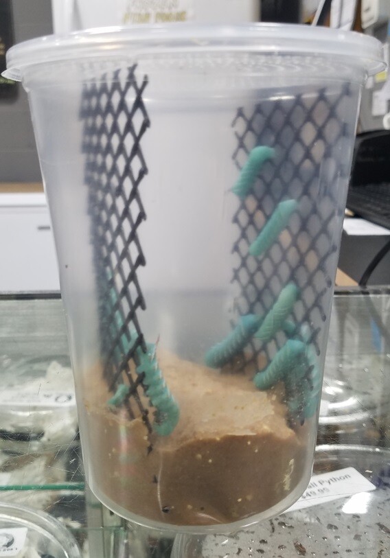 26+ Live Goliath Tomato Horn Worms Full Reptile Food Hornworm Habitat ...