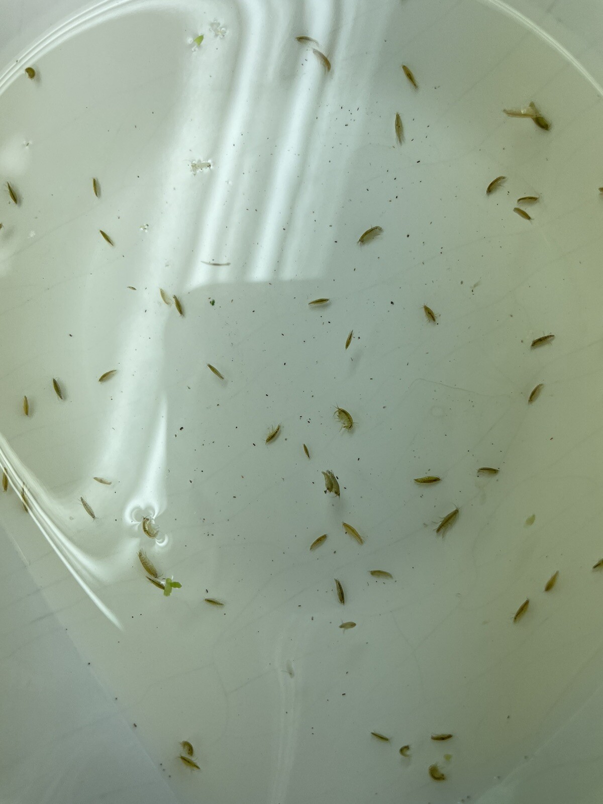 60+ Live Scuds- Food/Cleanup Crew- Freshwater /Amphipods | eBay