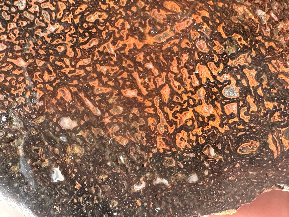 Dinosaur gem bone rough **hxtled end cut. | eBay