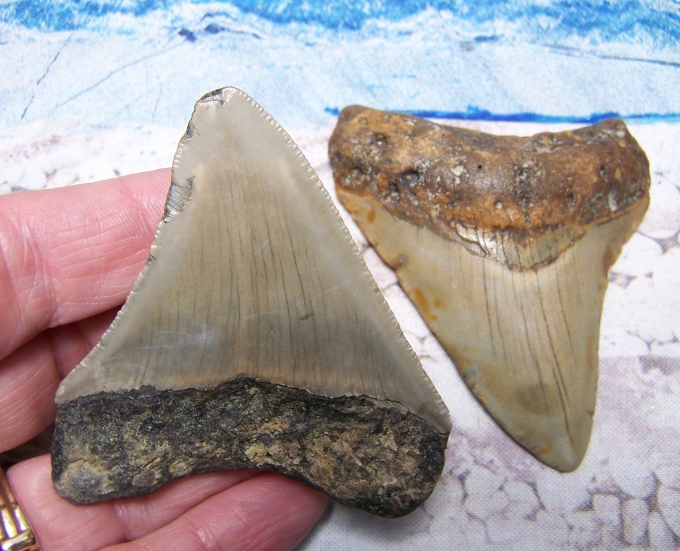 MEGALODON SHARK TOOTH 2 3/4” & 2 1/2” Set of 2 SHARKS TEETH MEG SCUBA ...