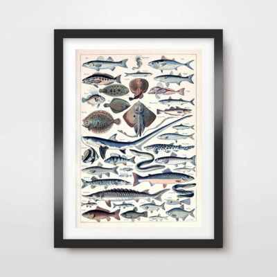 SEA FISH FISHING CHART SEASIDE NAUTICAL ART PRINT Poster Seafood Decor ...