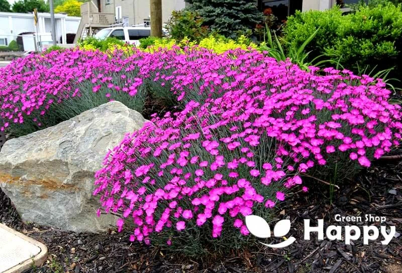 Dianthus Gratianopolitanus