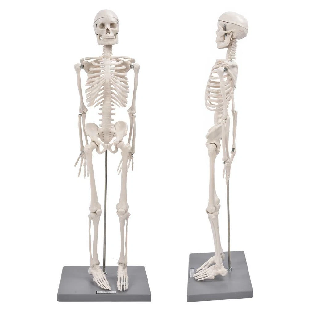 Human Skeleton Anatomy Side View