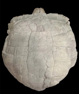 Giant Fossilized Turtle Shell | eBay