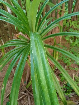 Pandanus kaida Kurz Dried Leaves 100g Sri Lanka 100% Natural False ...