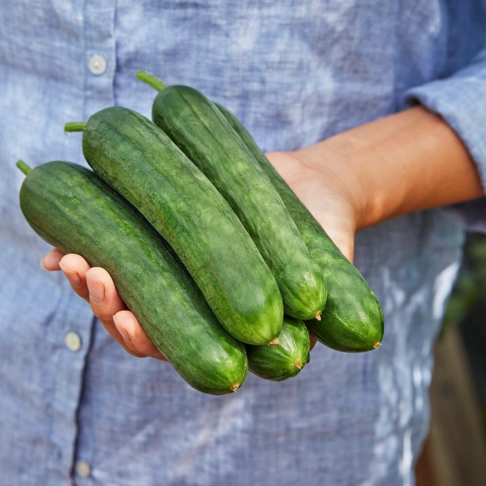 Cucumber Merlin F1 High-Yield Disease-Resistant Continuous 1x Seed ...