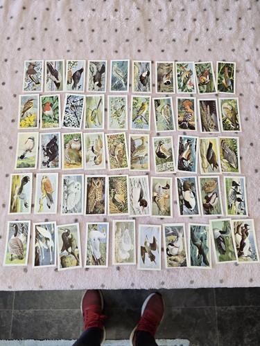 Brooke Bond Wild Birds In Britain 1965 Full Set Of 50 | eBay