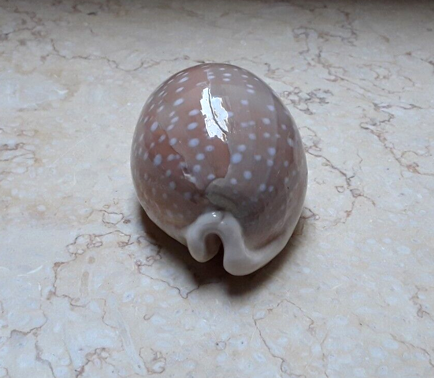 F Cypraea camelopardalis 86. mm F++++ VERY HUGE RARE SIZE lyncina red ...