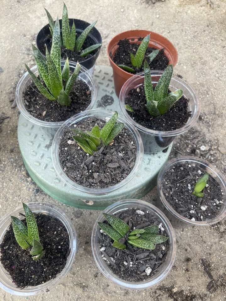 Gasteria 'Flow' Succulent plant | eBay