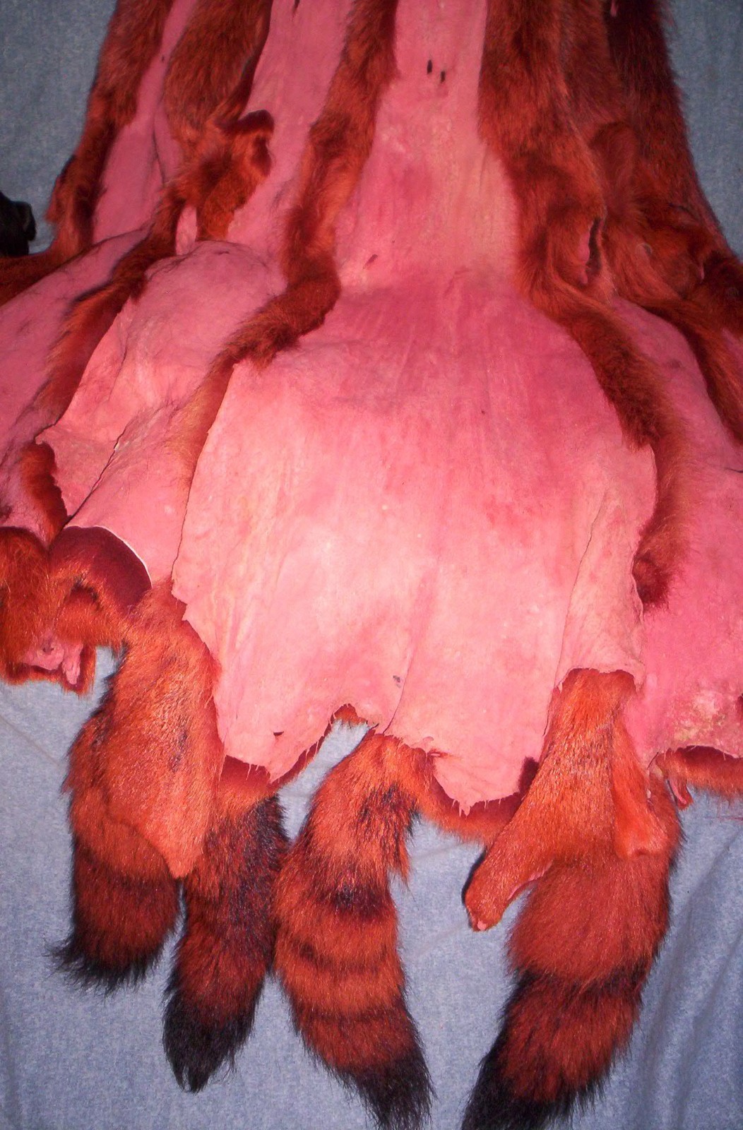 FURS HIDES TANNED FUR HIDE PELT /CABIN DECOR/CRAFTS/ COYOTE - DYED OPEN ...